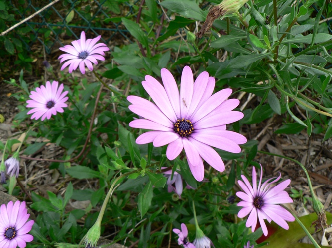 Spirituality For Life - Spring Flowers in Australia